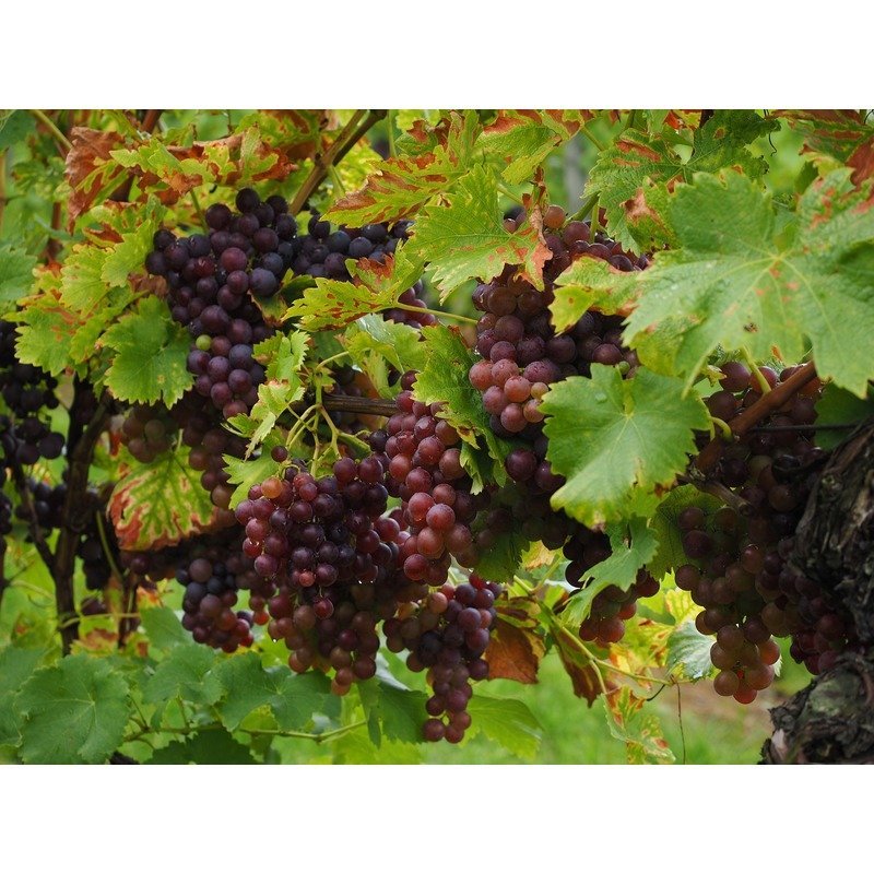 Vitis vinifera - Rode druiven plant - Biologisch – Teeninga Palmen
