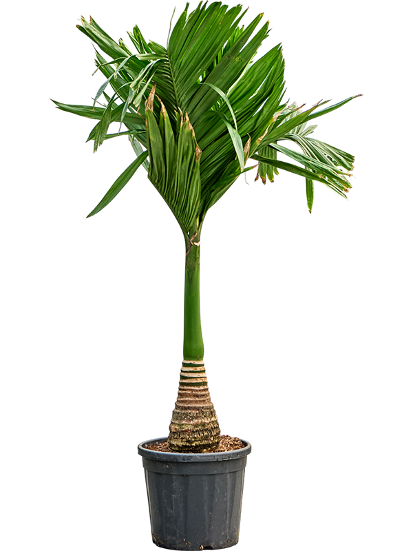 Areca catechu dwarf – Teeninga Palmen